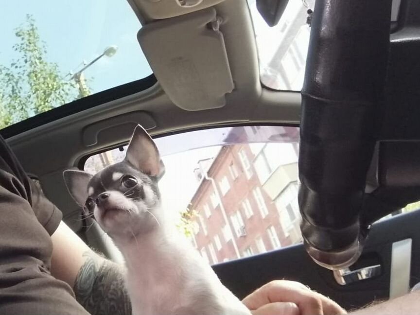 Чихуахуа