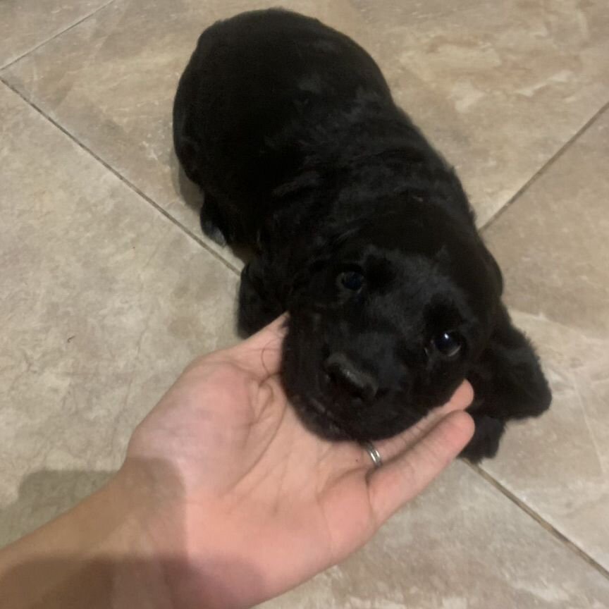 Русский спаниель щенки