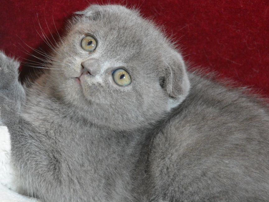 Голубой вислоухий кот