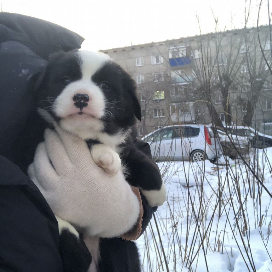 Щенок в добрые руки