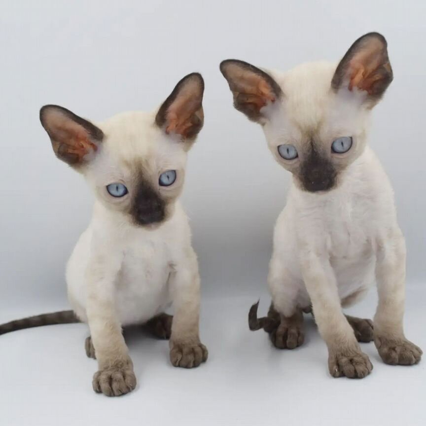 Корниш-рекс котёнок