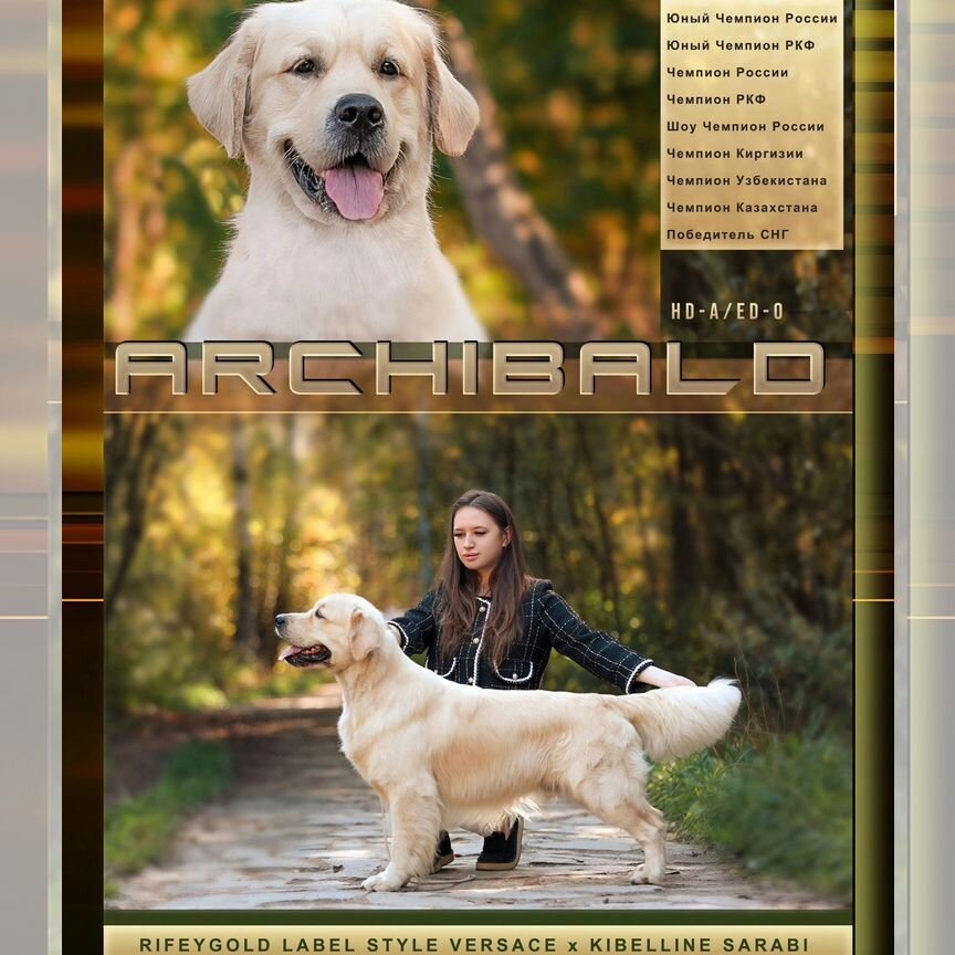 Золотистый ретривер, взрослый пёс