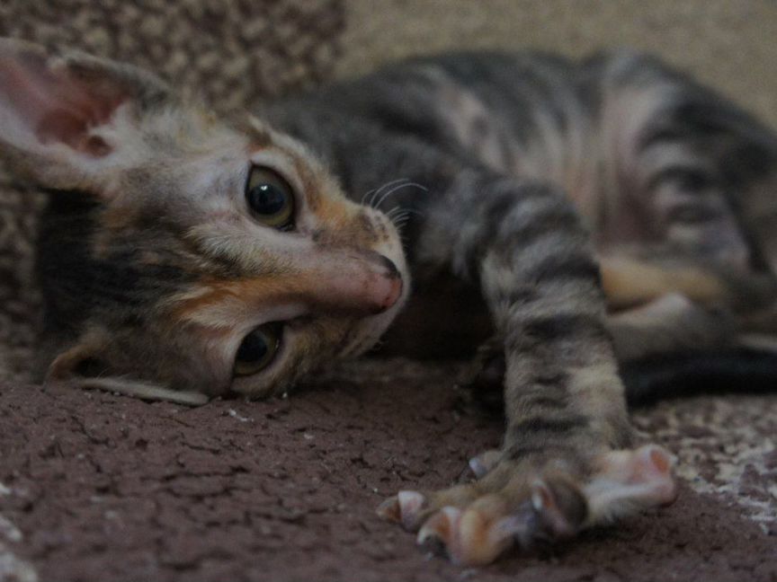 Котята корниш-рекс