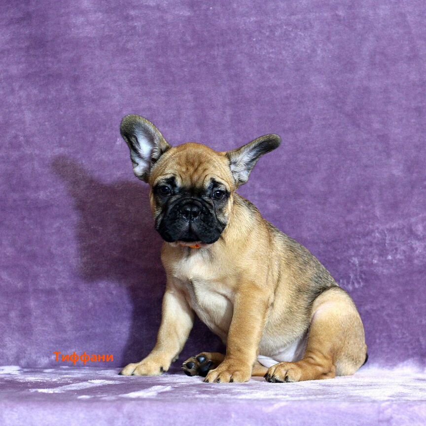 Французский бульдог