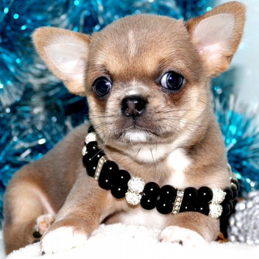 Чихуахуа, щенок