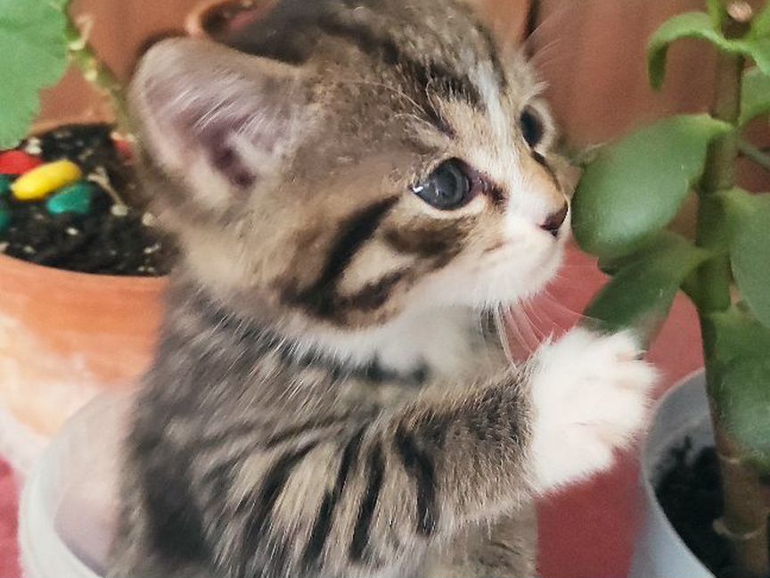 Котята в добрые руки, за вознаграждение