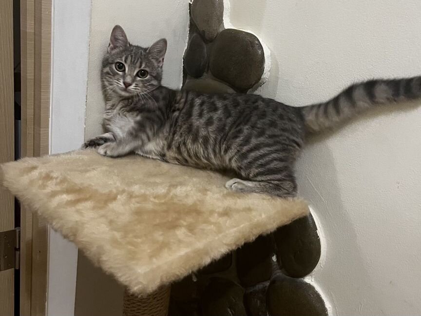 Европейская кошка