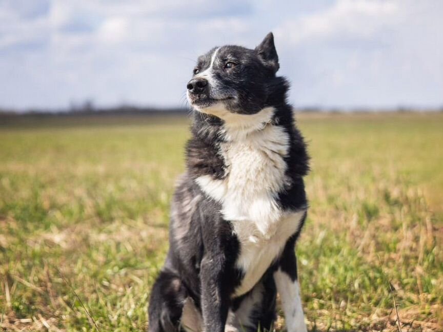 Собака в добрые руки отдам бесплатно