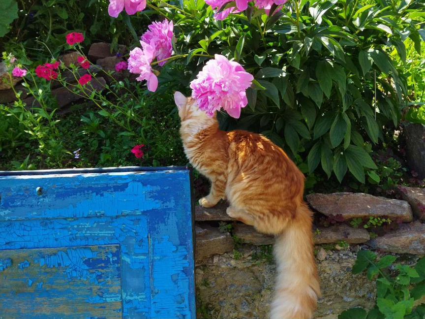 Кот в добрые руки