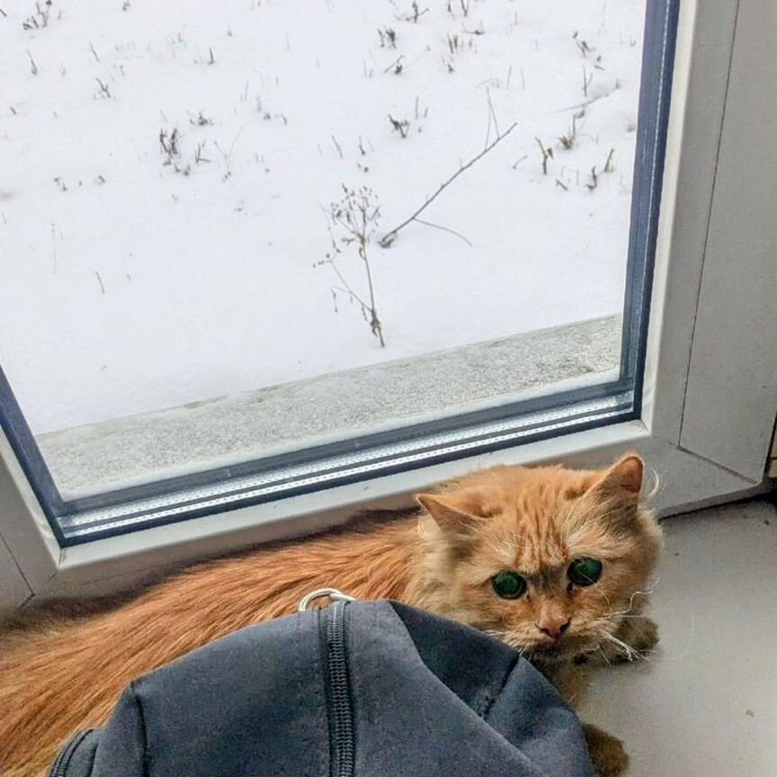 Кошка в дар