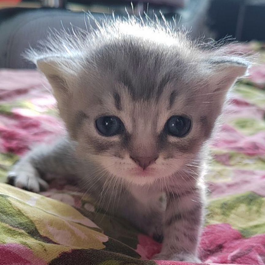 Котята