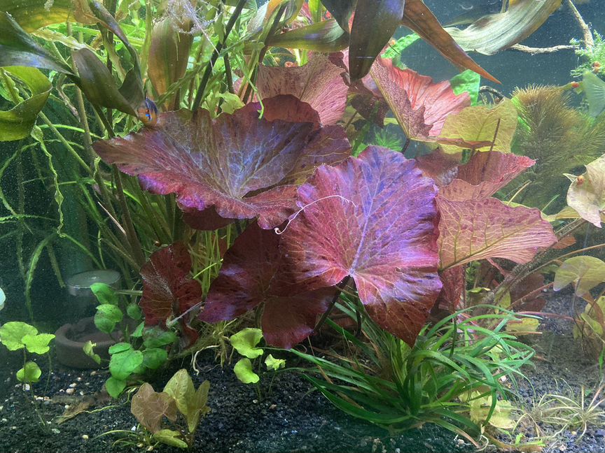 Лагенандры, эхинодорус