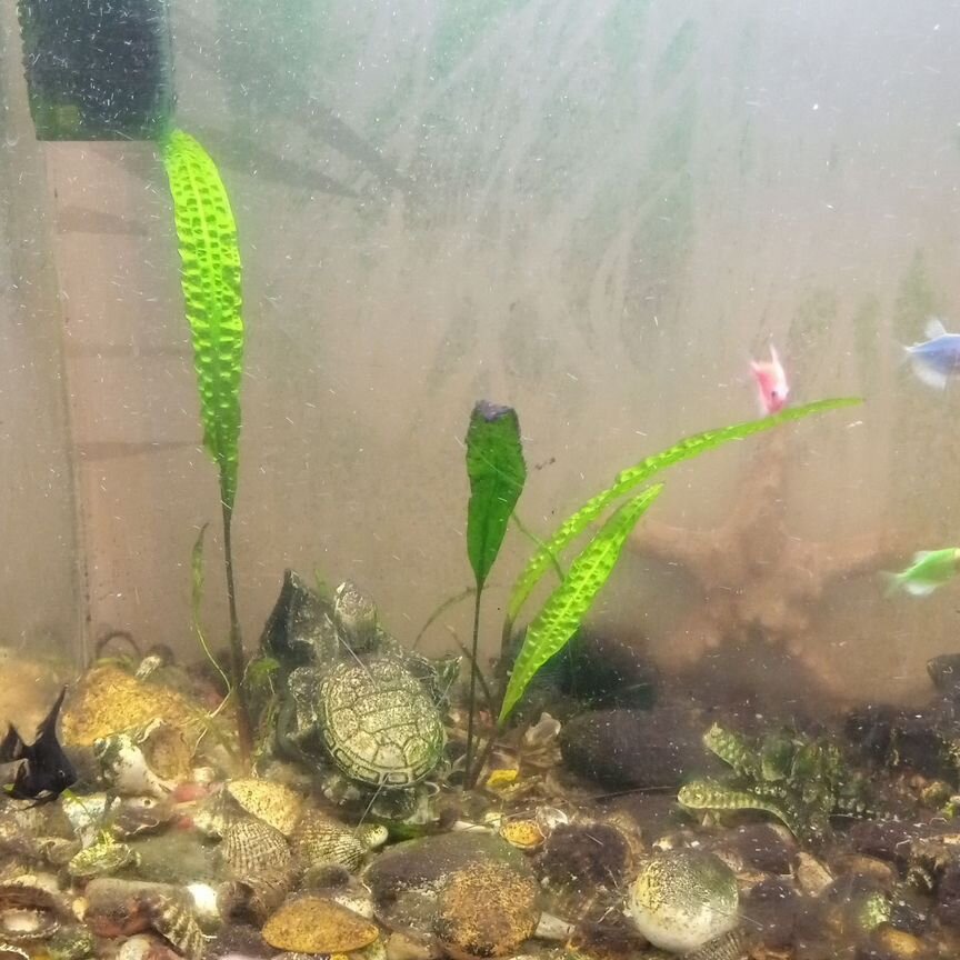 Продам аквариумных рыбок