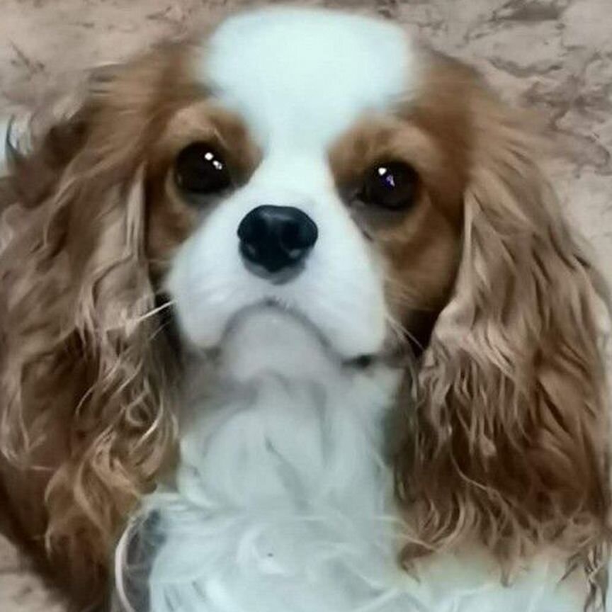 Кавалер кинг-чарльз-спаниель, взрослый пёс