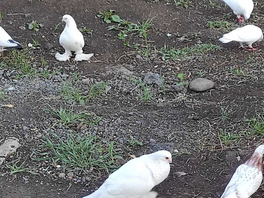 Продажа голубей бакинских, Узбеков, Таджиков