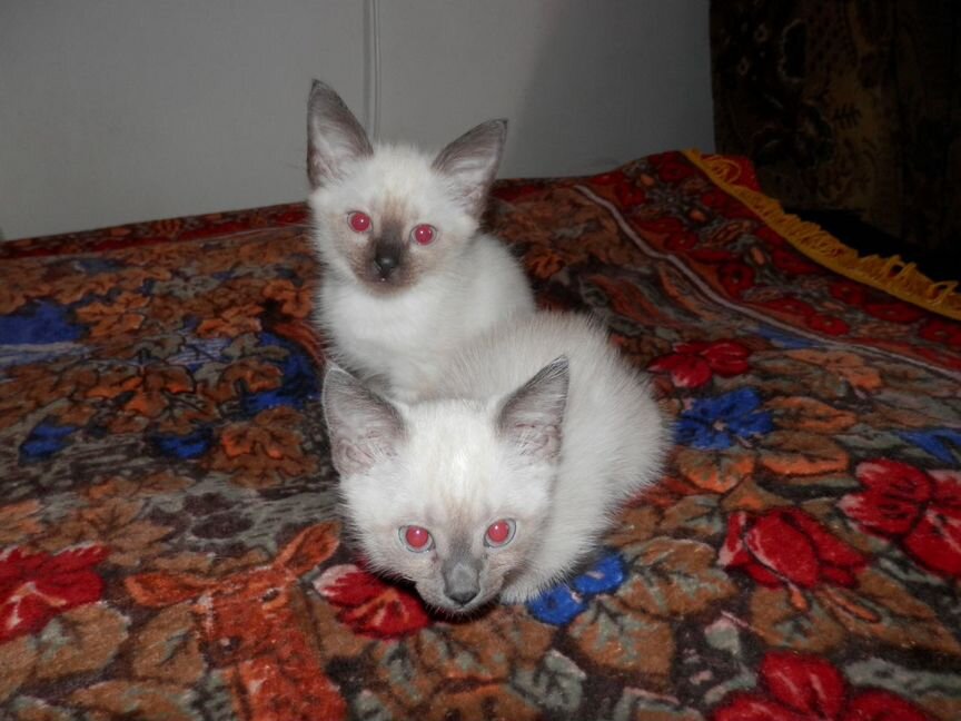 Самые лучшие айкоты