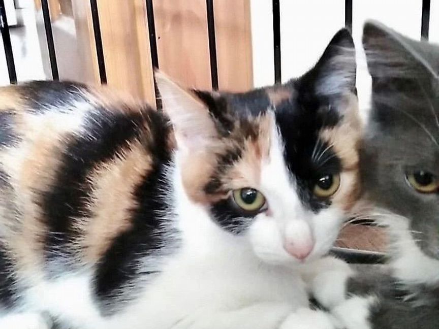 Яркая робкая Мандаринка ищет дом