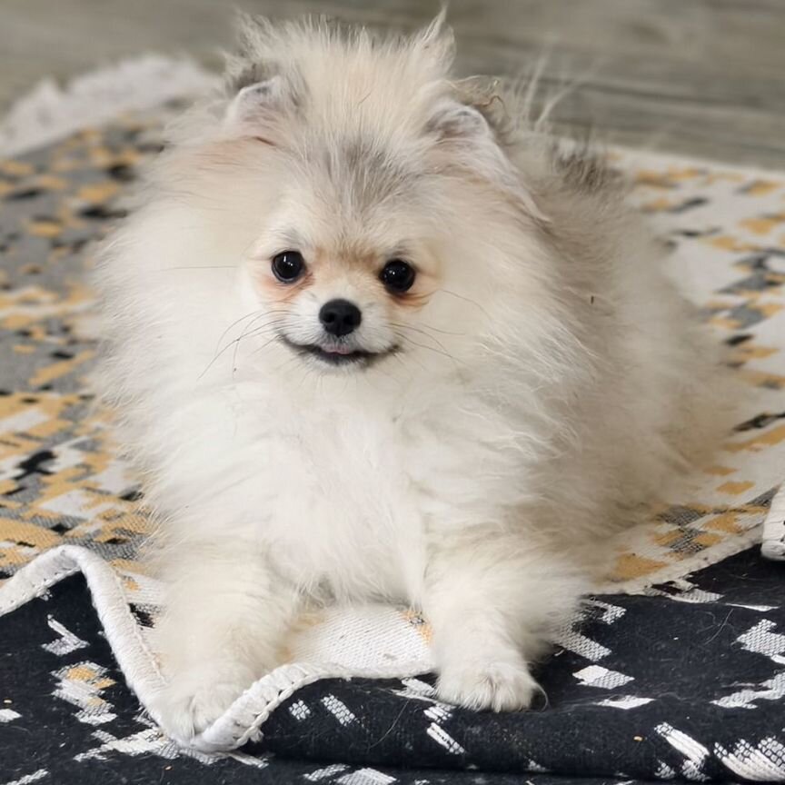 Померанский шпиц, щенок