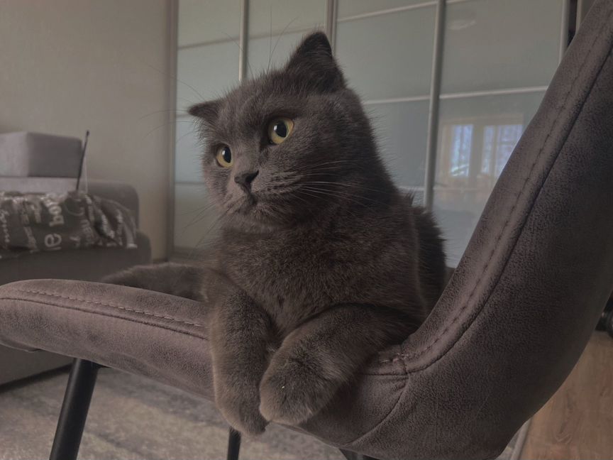 Отдам британскую