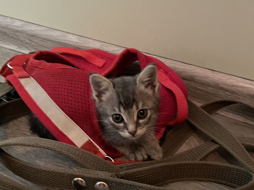 Пуговка в добрые руки