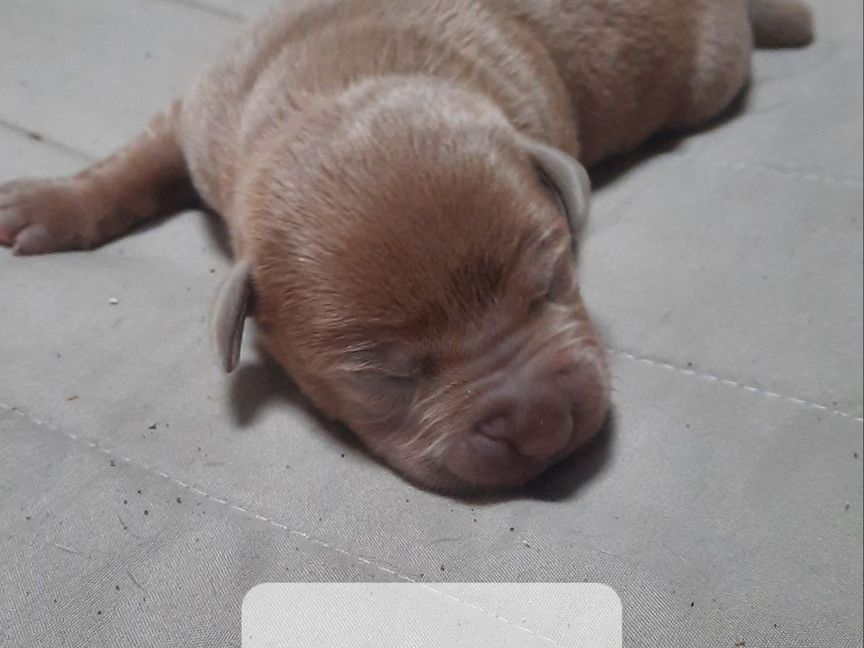 Щенки питбультерьера