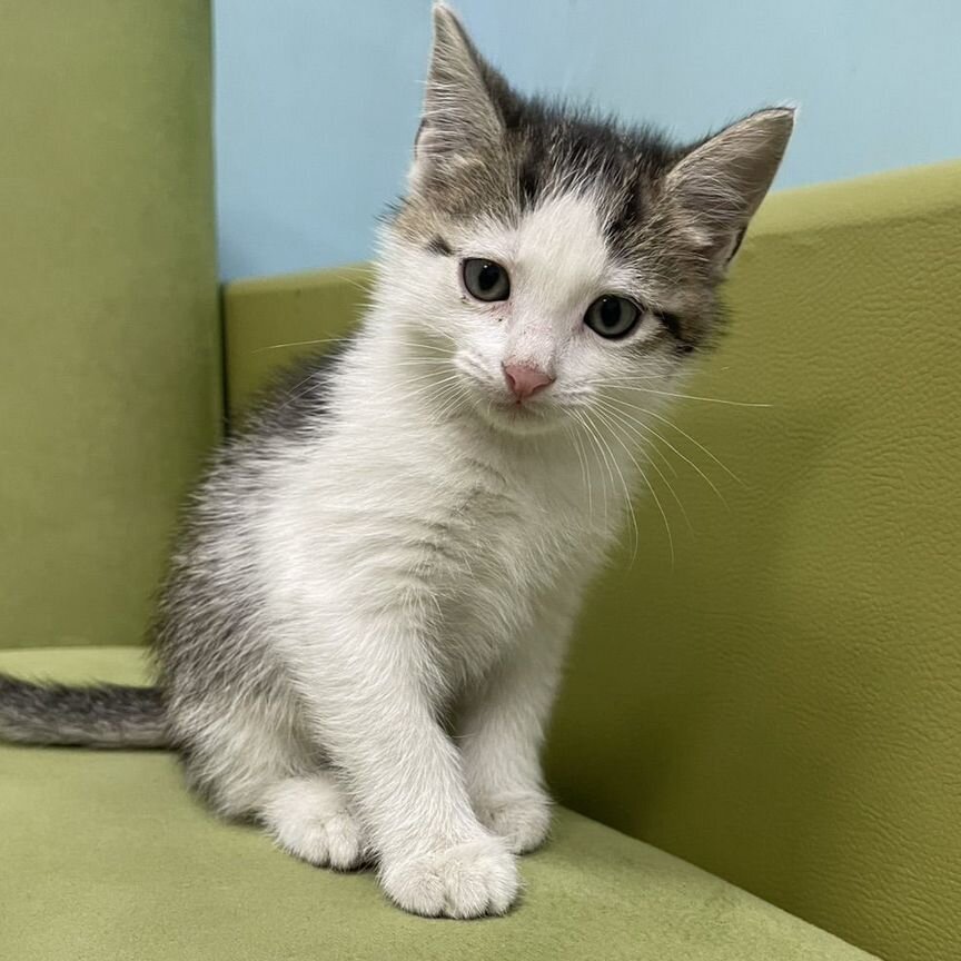 Котёнок в добрые руки