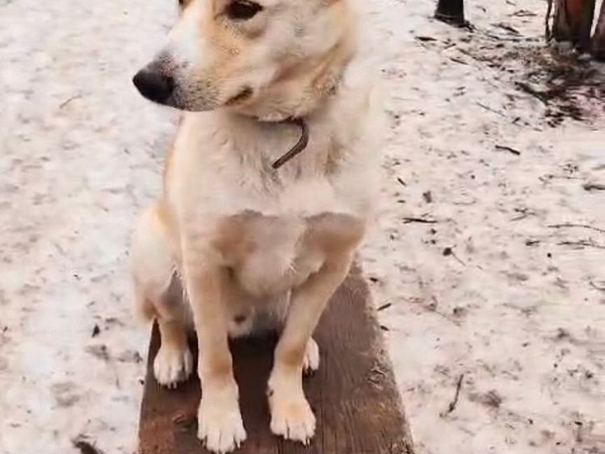 Три добрых молоденьких питомца в приюте, 1 г