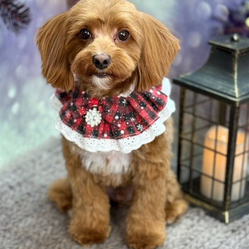 Мальтипу, взрослый пёс