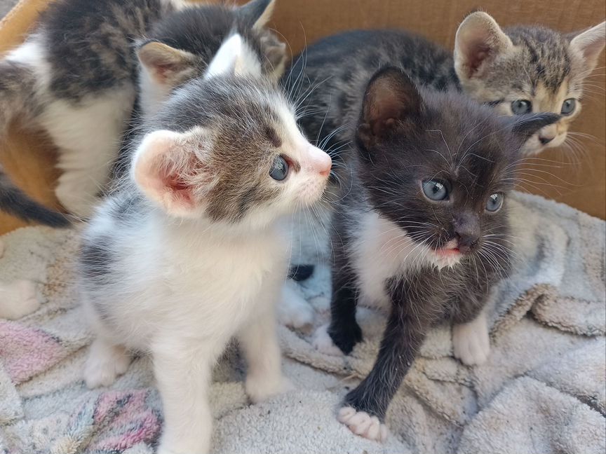 Котята в добрые руки