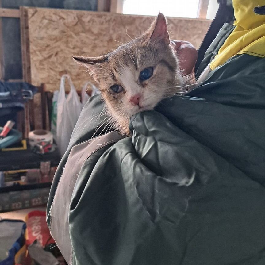 Котята в добрые руки бесплатно