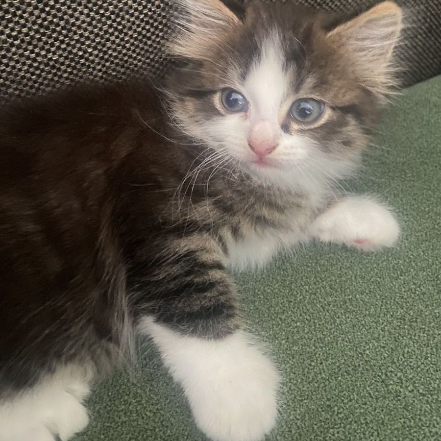 Турецкая ангора котёнок