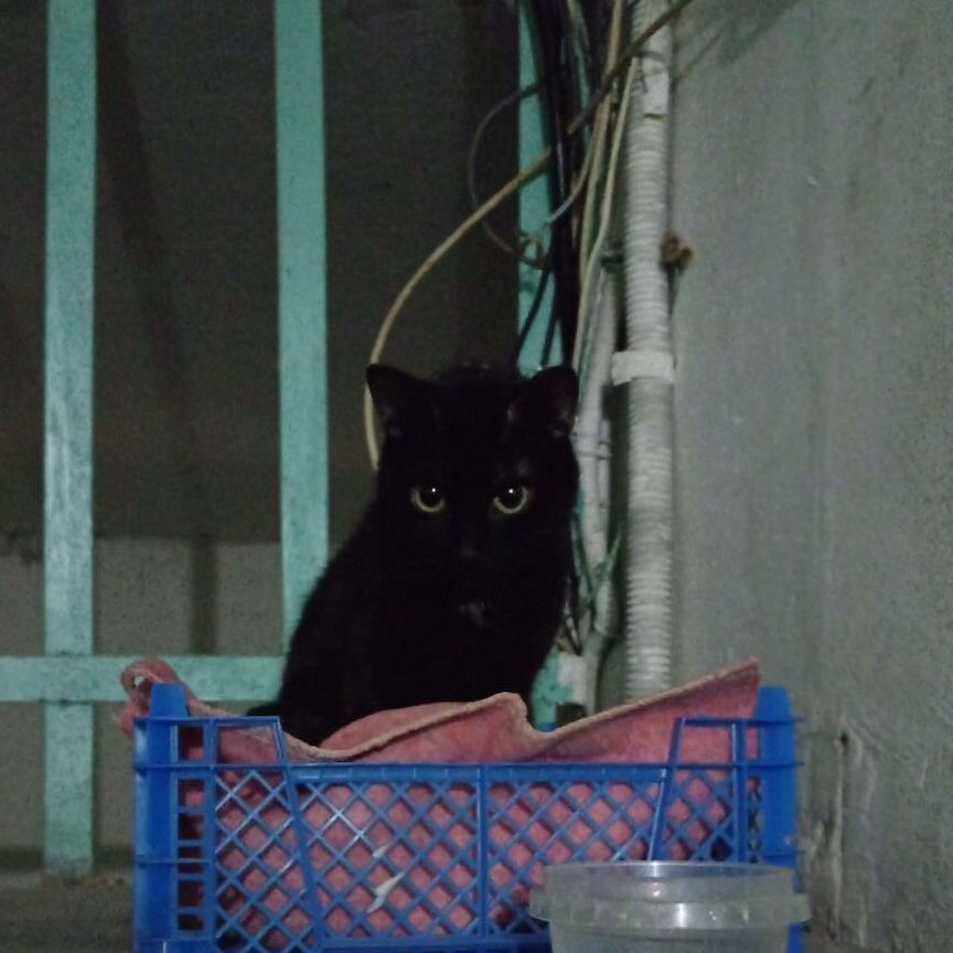Это милое создание ищет дом
