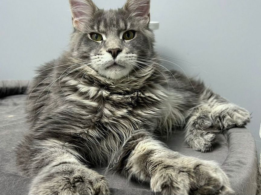 Котята мейн-кун полидакт