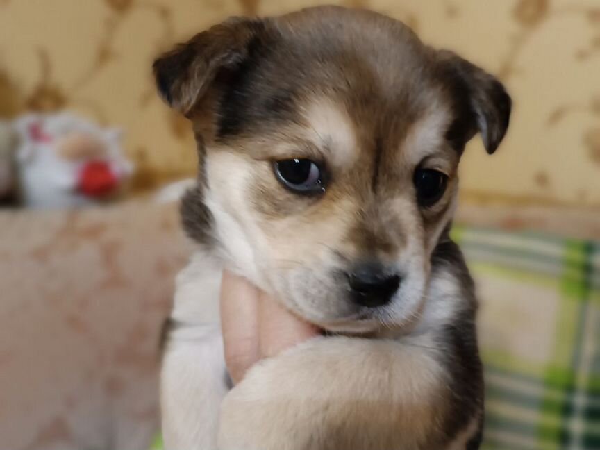 Чудо чудное, девочка, 1,5 мес