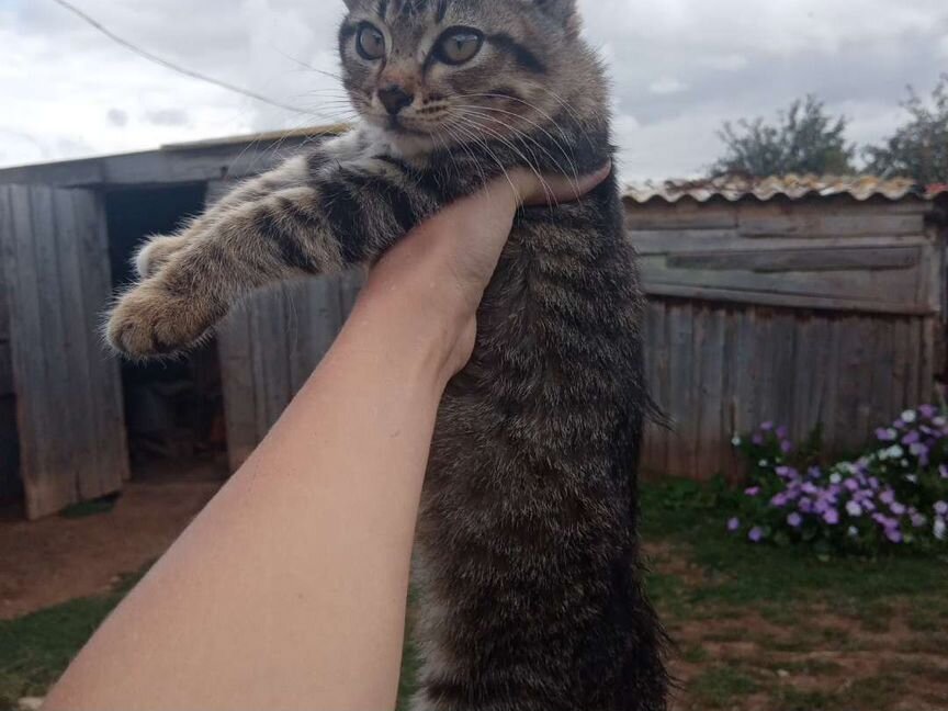 Котята, чёрная девочка остальные мальчики