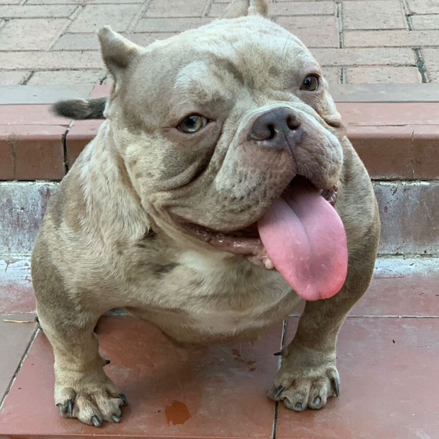 Американский булли, взрослая собака