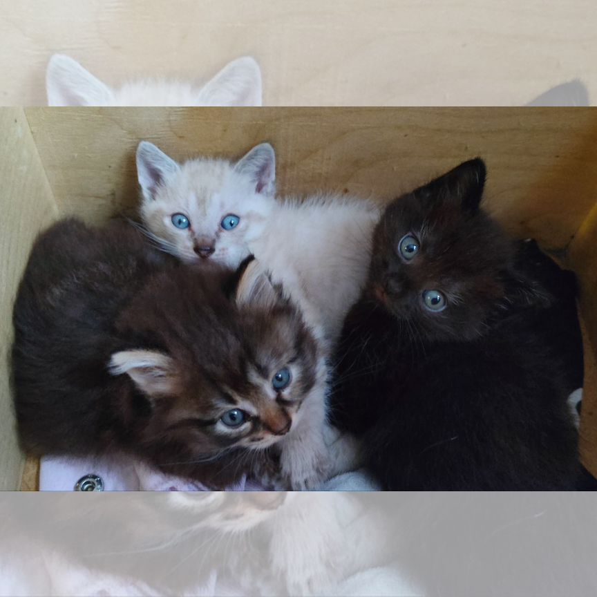 Котята бобтеила