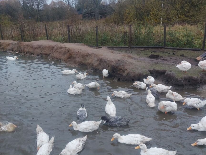 Пекинская утка