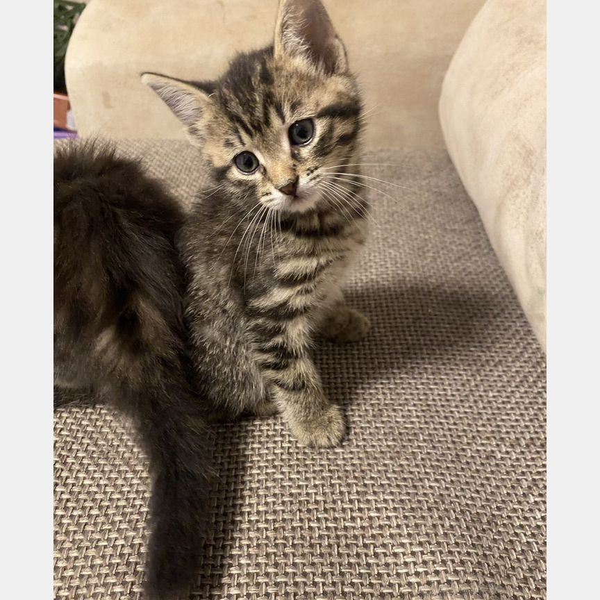 Котята в добрые руки 1 месяц мальчик и девочка