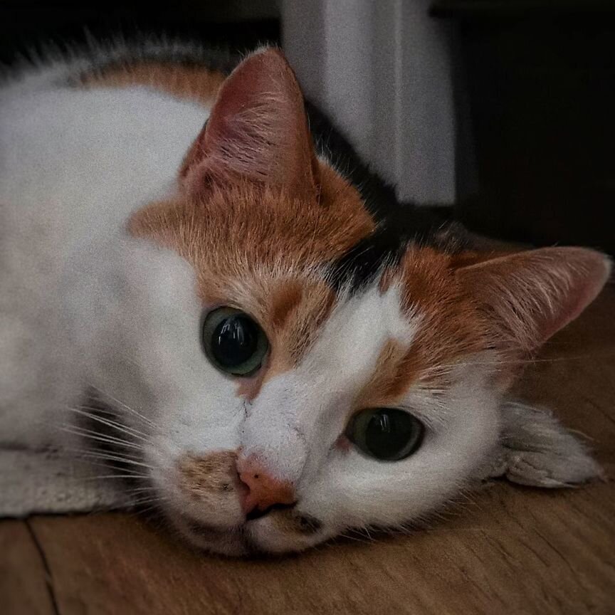 Кошка Ася в добрые руки