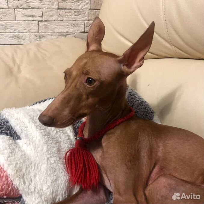 Чернеко дель этно Сицилийская борзая