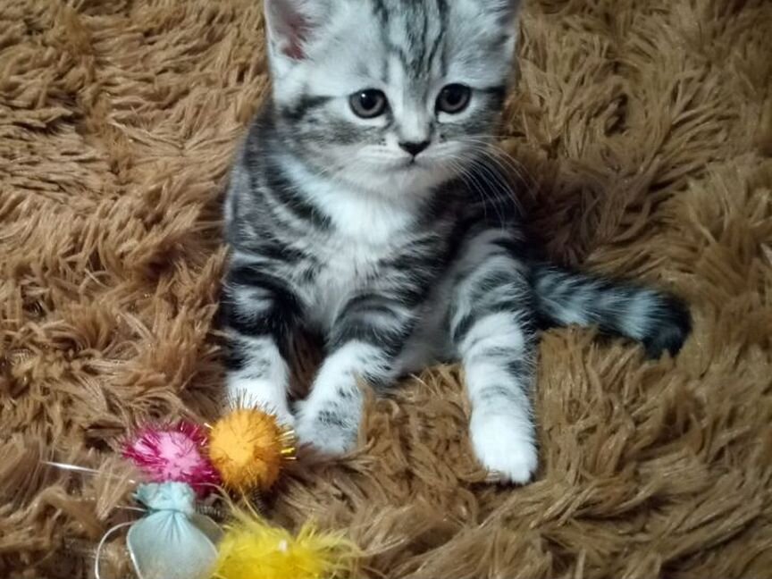 Шотландские котята