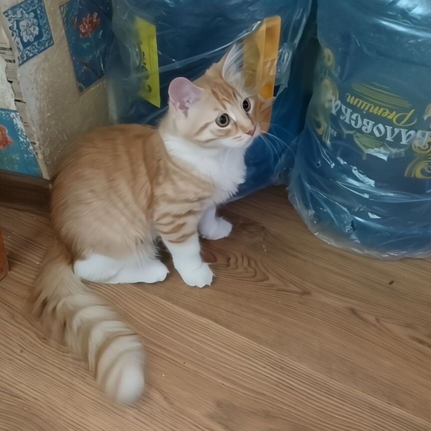 Котёнок в добрые руки