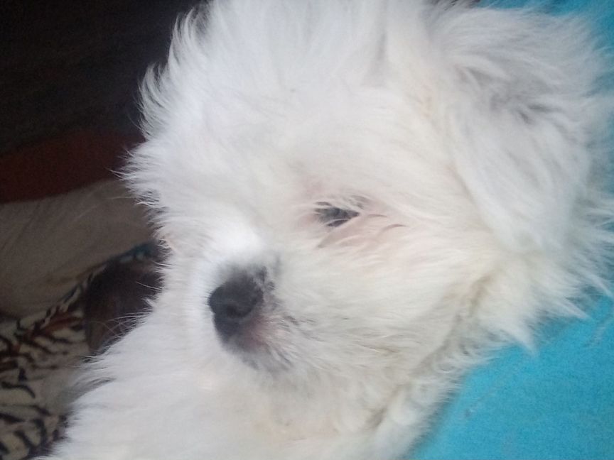 Малыш для обожания