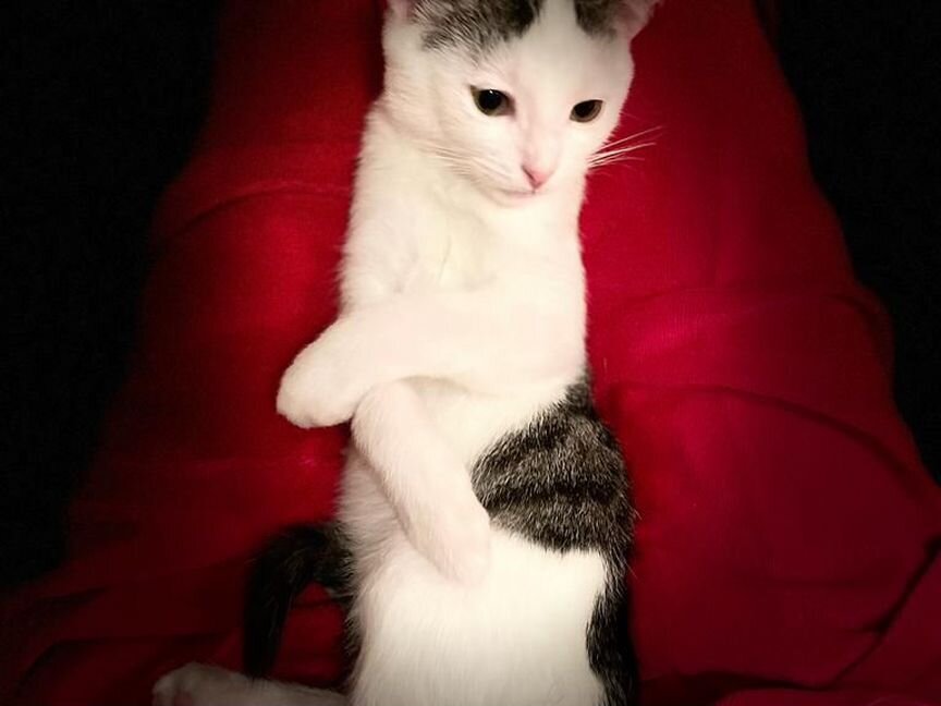 Котенок Арчибальд, 3,5 мес