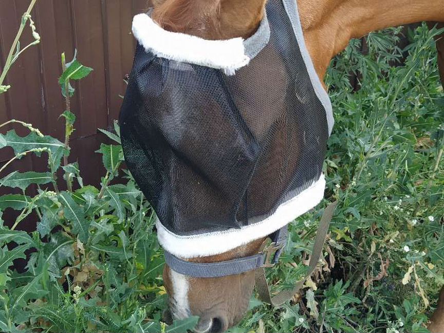 Противомоскитная маска