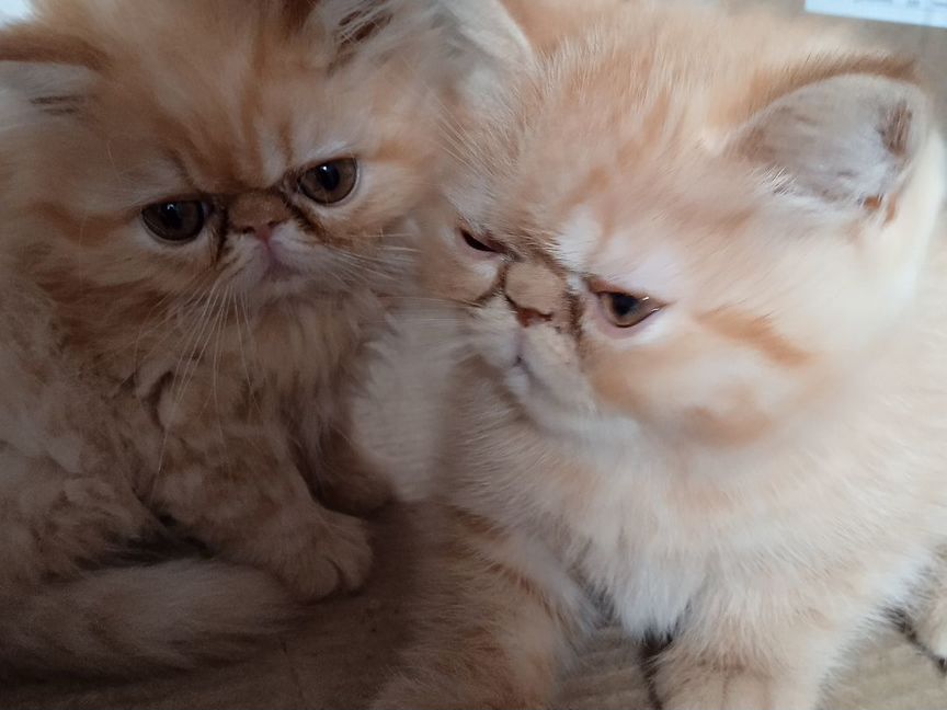 Котята персы
