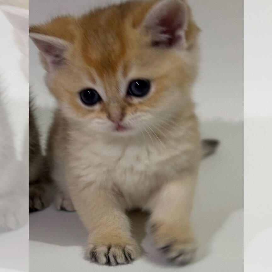 Британский короткошёрстный котёнок