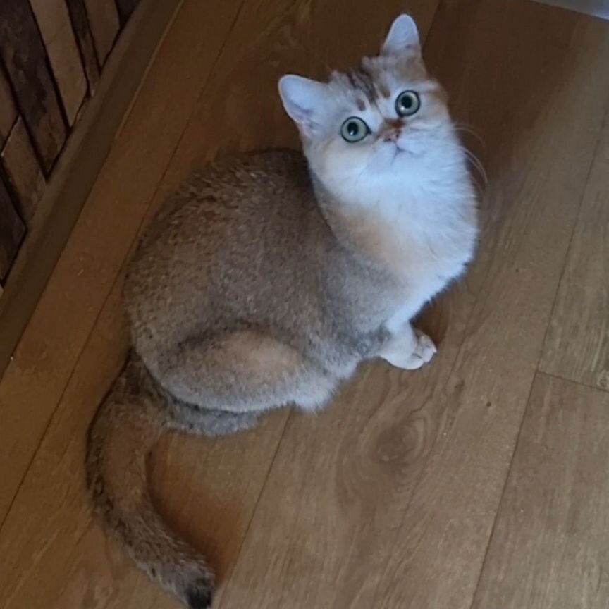 Девочка золотая шиншилла