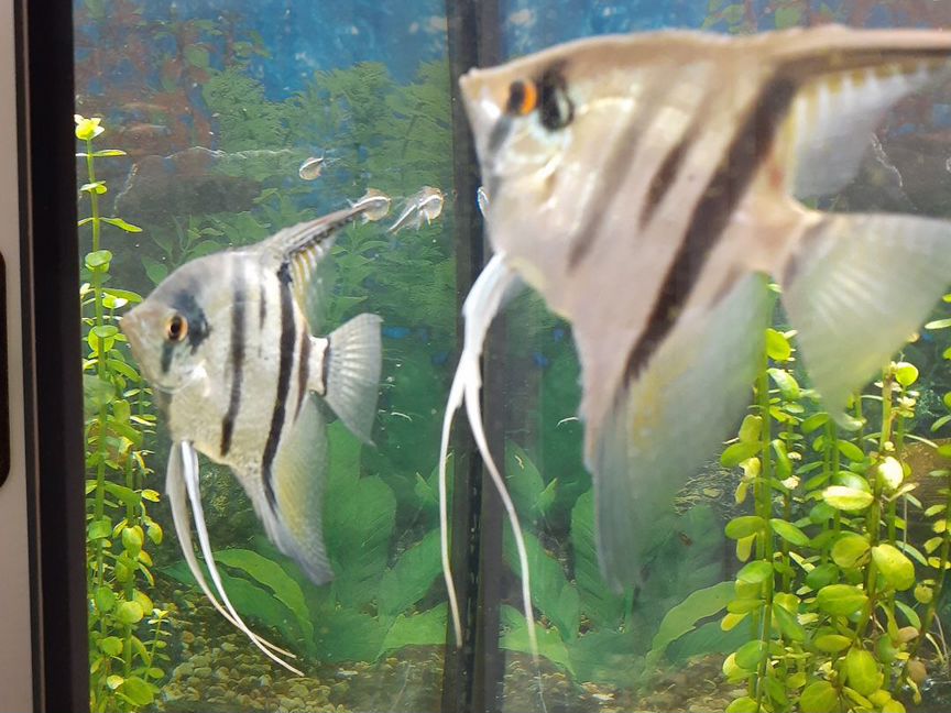 Рыбки скалярии